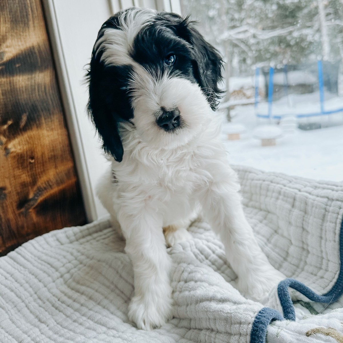 Fun FAQ – Fleetwood Forest Sheepadoodles | Sheepadoodles, Ontario, Canada