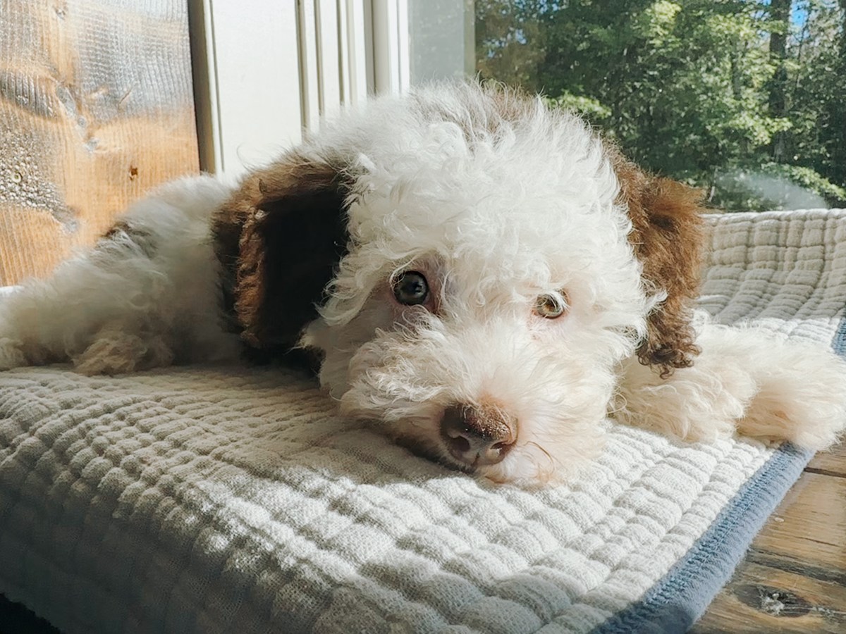 What are the different sizes of Sheepadoodles? – Fleetwood Forest ...